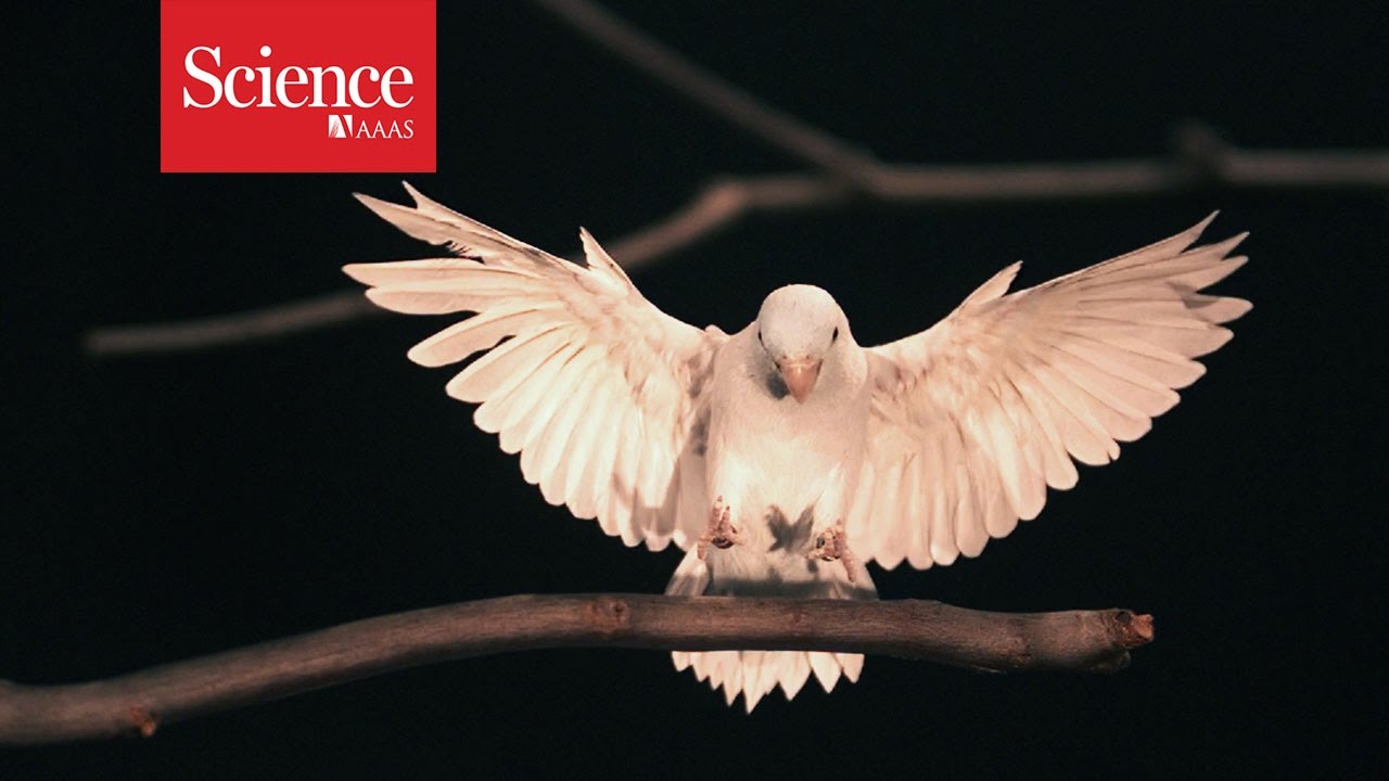 Tiny parrots reveal how dinosaurs may have learned to fly - YouTube