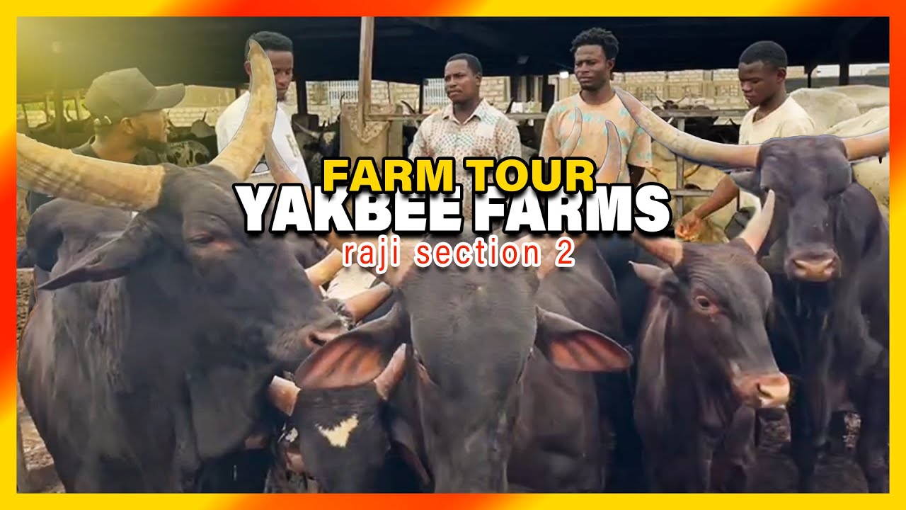 Farm Tour : Yakbee Farms (raji section 2) #animals #cow #livestock # ...