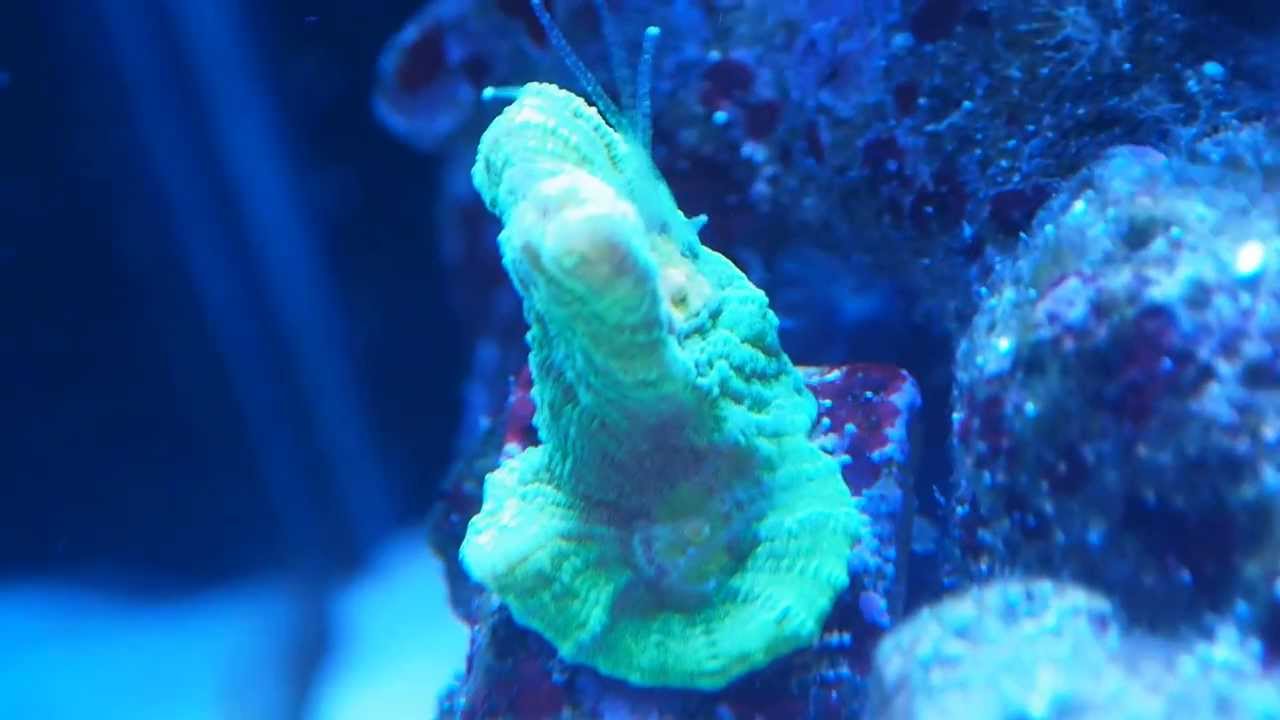 Joe's 135g Reef Tank - Space Invader Pectinia with its sweepers out ...