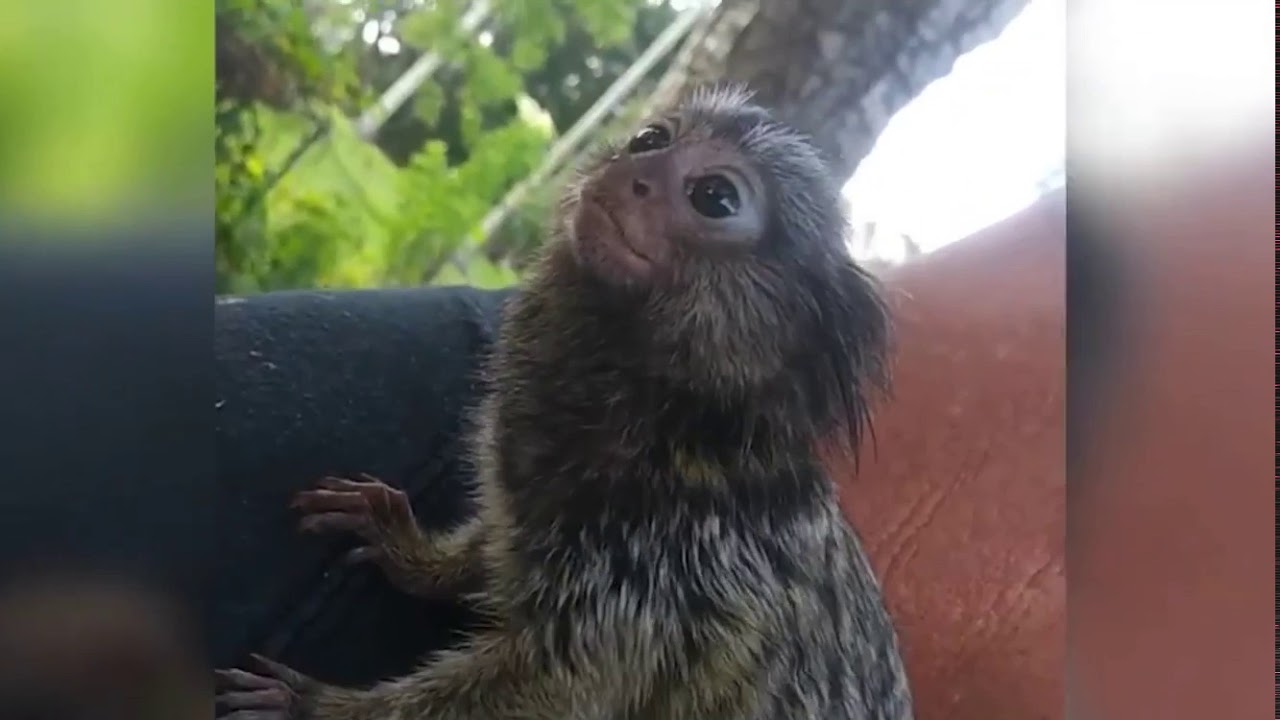 marmoset attacks perfectly cut scream - YouTube