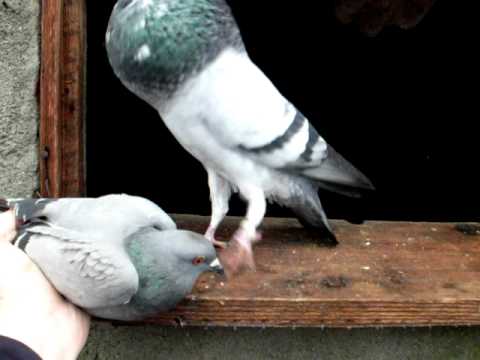grizzle horseman thief pouter vs wild pigeon - YouTube