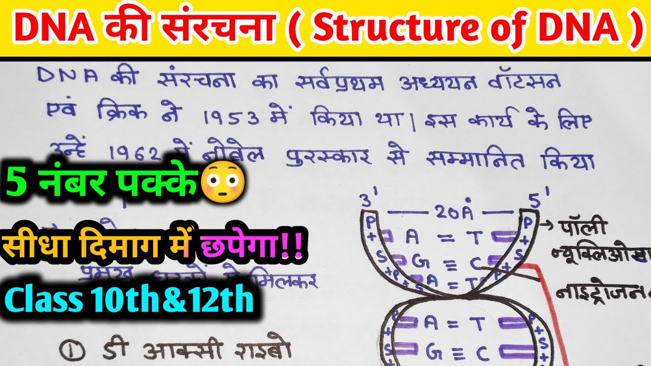 🧬DNA का वाटसन एवं क्रिक मॉडल | DNA की संरचना | Structure of DNA | 10th ...