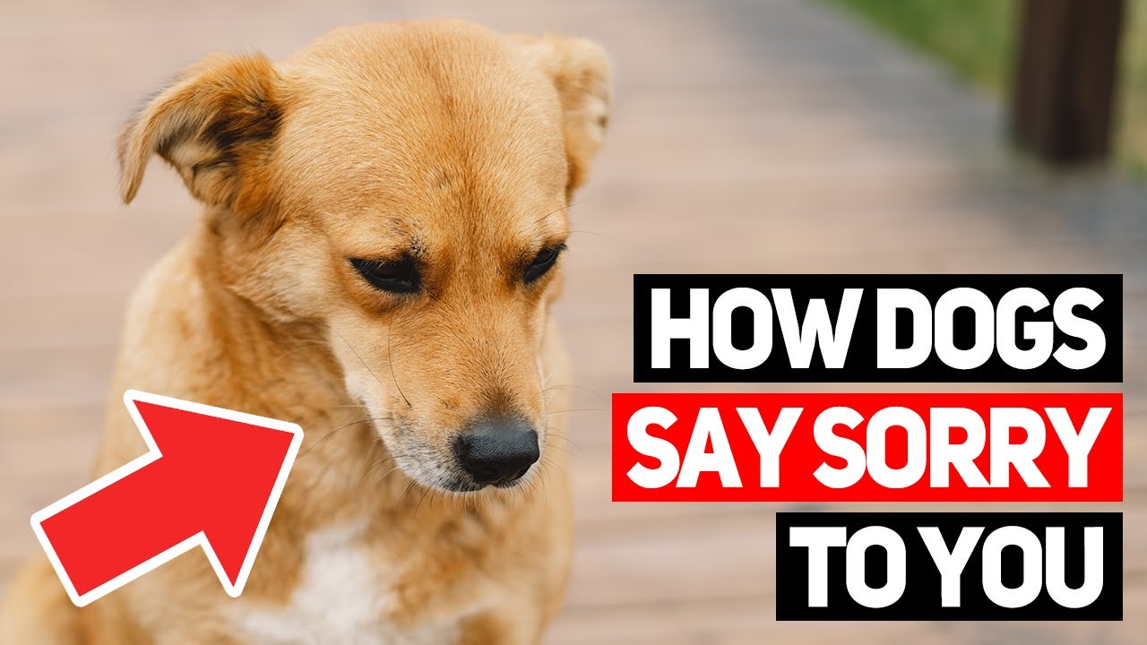 How Dogs Apologize Without Saying a Word - YouTube