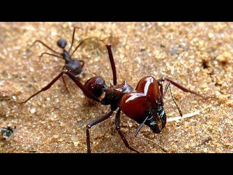 Formigas gigantes - YouTube