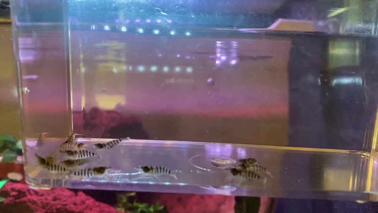 Drip Acclimating Shrimp from Aquatic Arts - YouTube