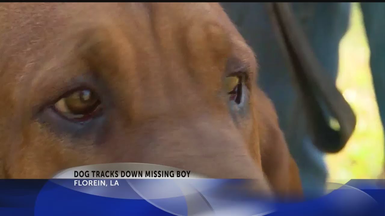 Dog finds missing toddler - YouTube