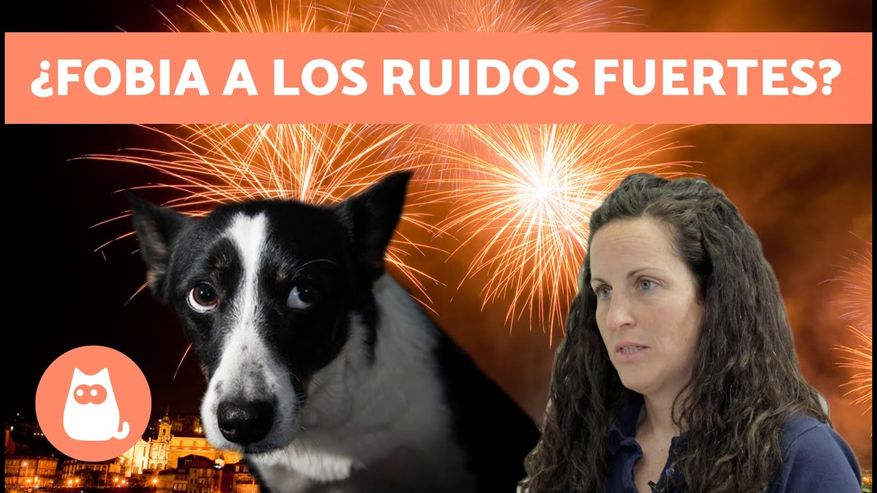 Cómo CALMAR a un PERRO ASUSTADO por RUIDOS FUERTES 🐶🎆 (Cohetes, Truenos ...