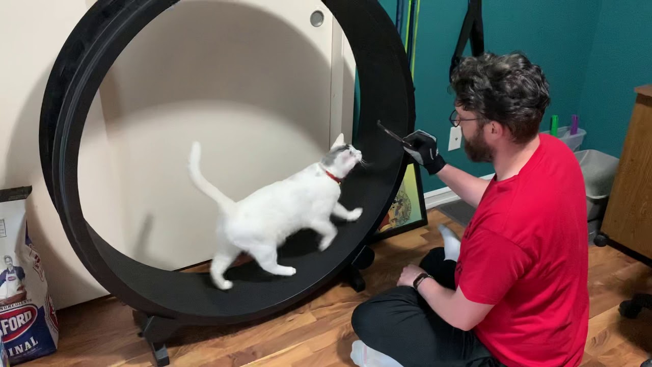 Running of the Chonk 07/07/20 - YouTube