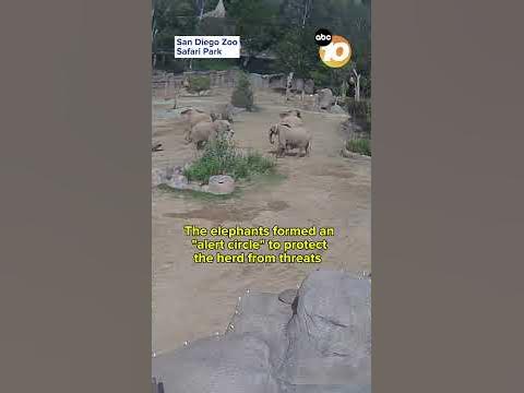 Elephants at San Diego Zoo Safari Park react to earthquake - YouTube