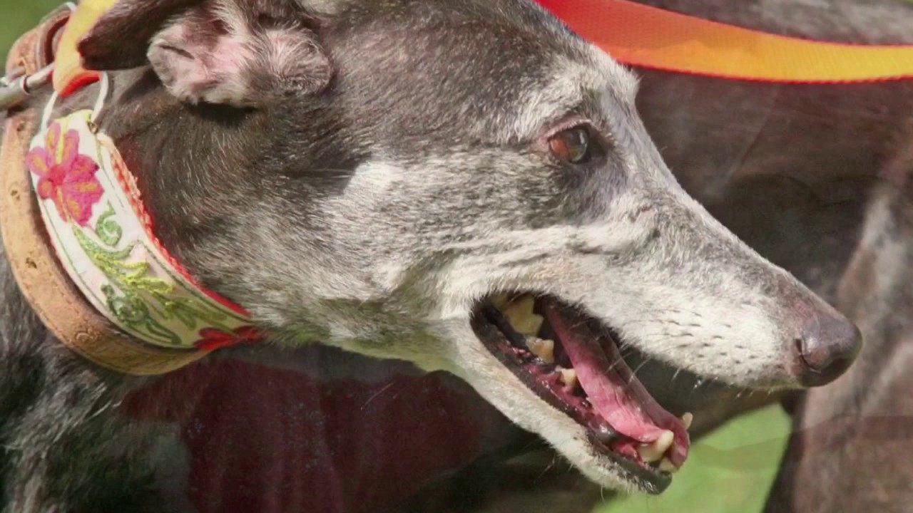 No Grey Turned Away - Minnesota Greyhound Rescue - YouTube