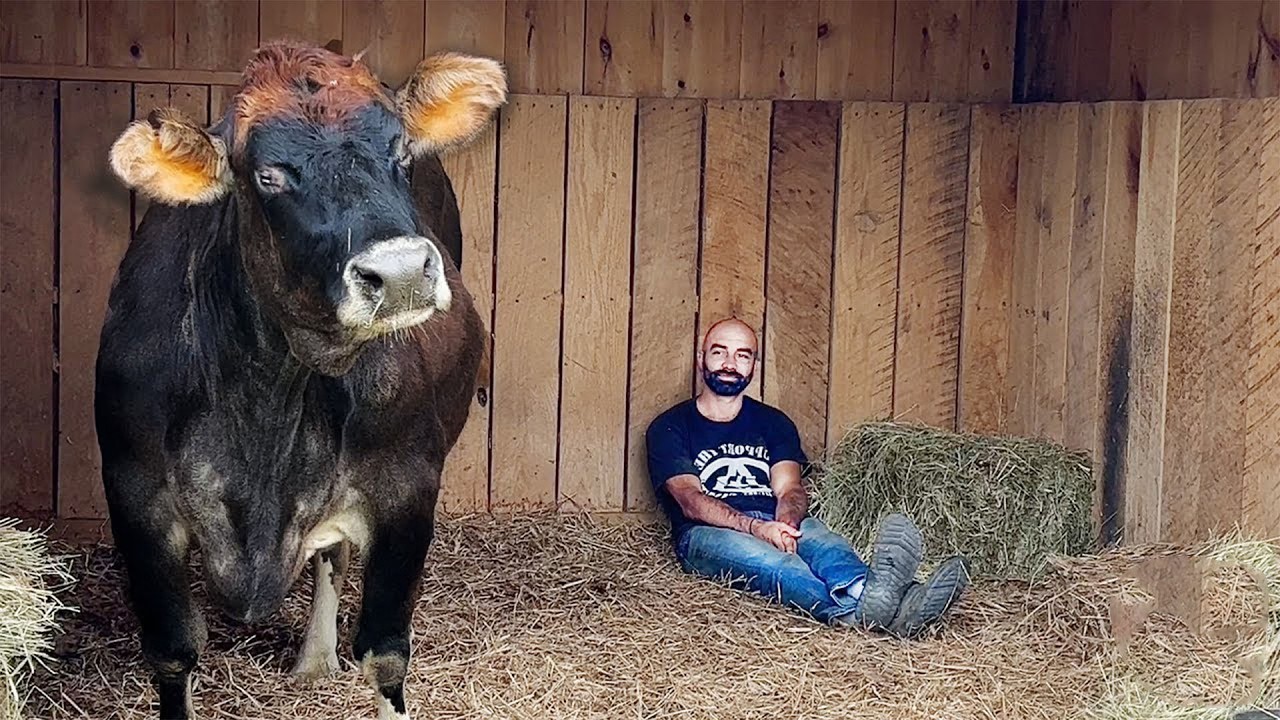 Blind Rescue Cow Melts Every Time She Hears Her Favorite Song - YouTube