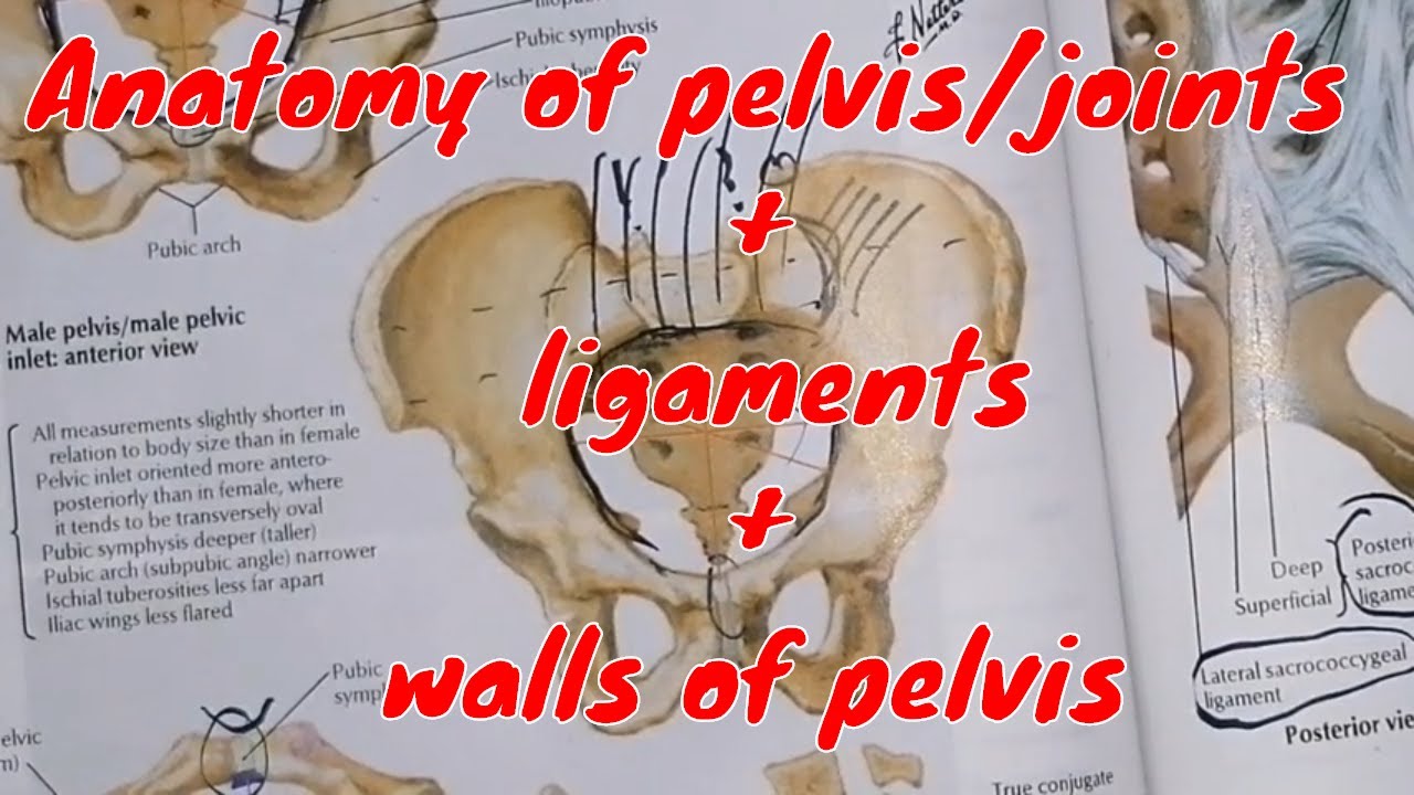 Anatomy Of Pelvis Joints Ligaments Walls Of Pelvis Anatomy In