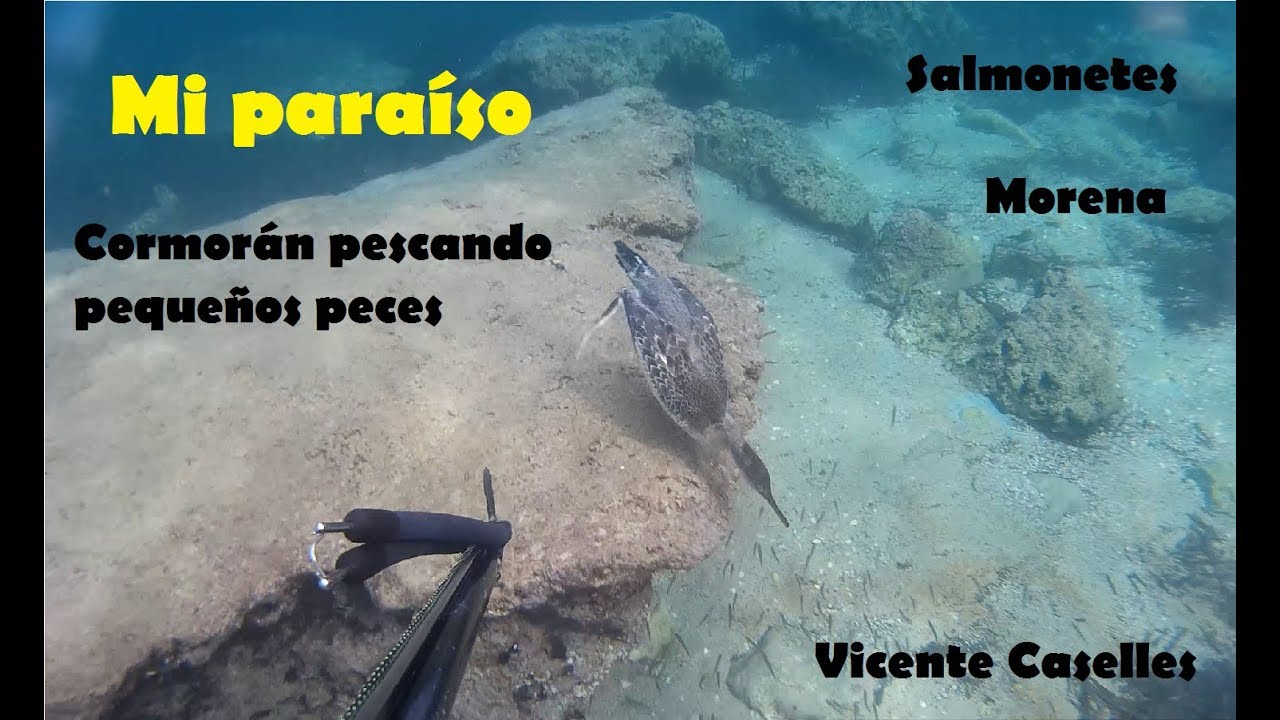 Pesca submarina en mi paraíso cormorán detrás de un banco de peces ...