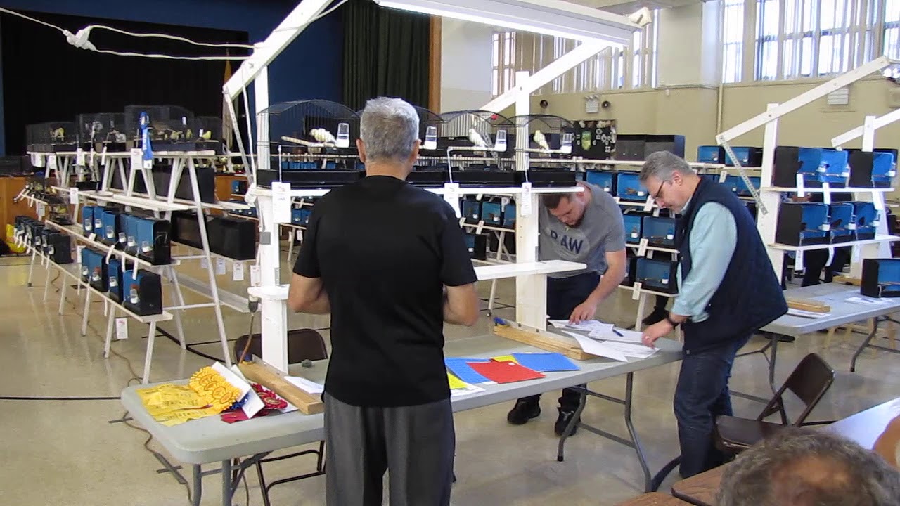 Canary Judging at the Colorbred Canary Club Show 2019 - YouTube
