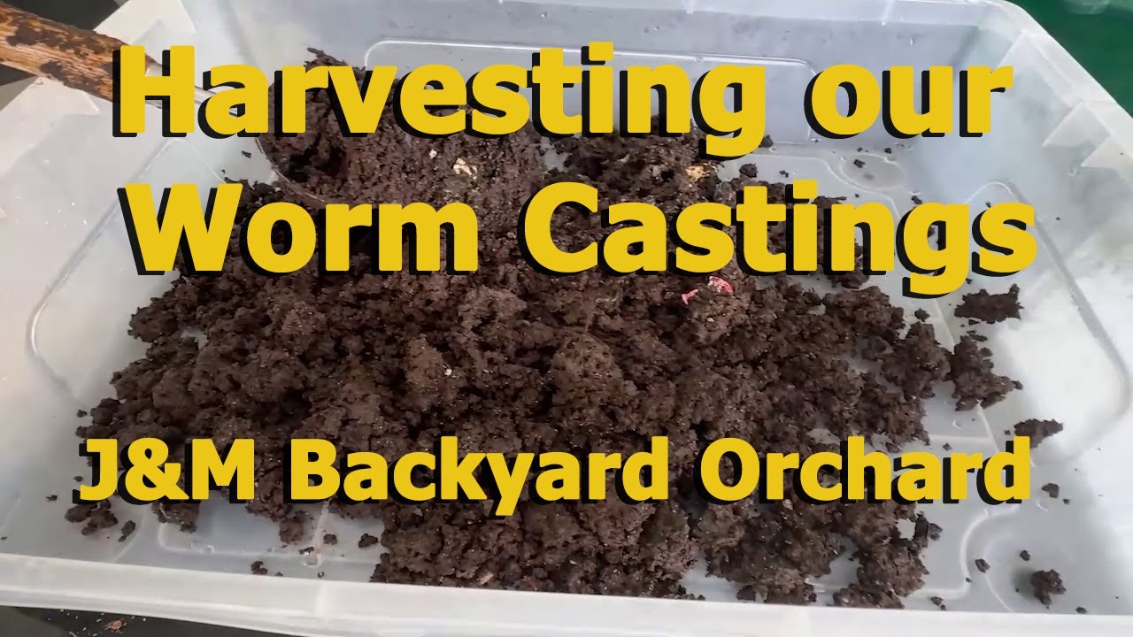 Harvesting our Worm Castings - YouTube