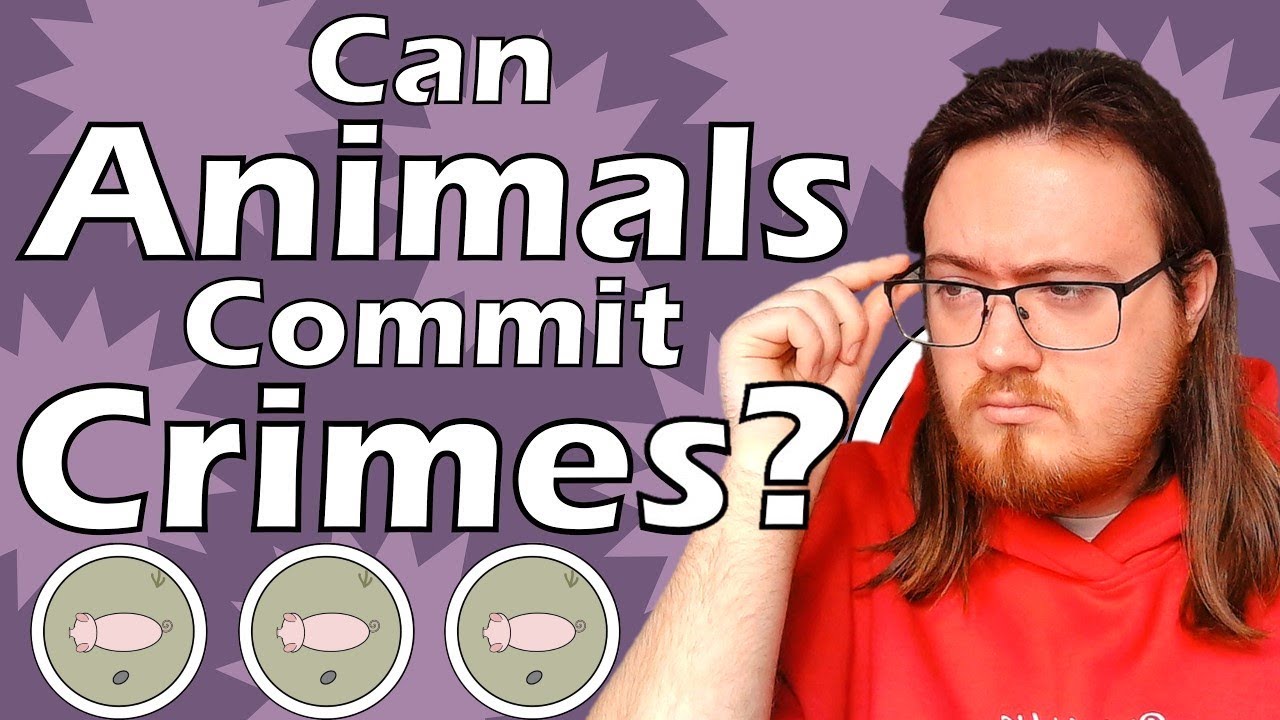 History Student Reacts to Can Animals Commit Crimes? Historia Civilis ...