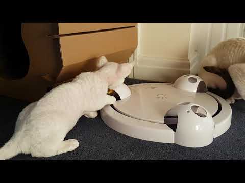Flairelings 7weeks 2017 Tilly Tickle new toy
