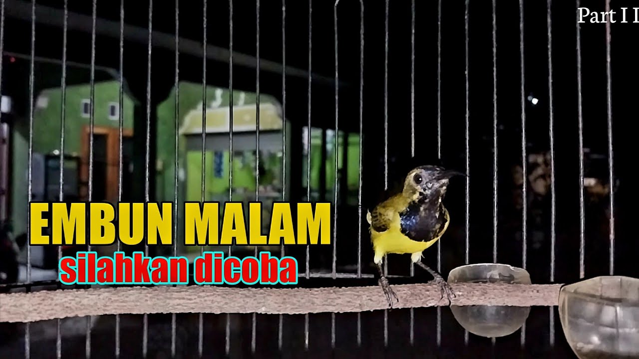 UNTUK YANG BELUM TAU || EMBUN MALAM UNTUK SOGON Part 2 - YouTube