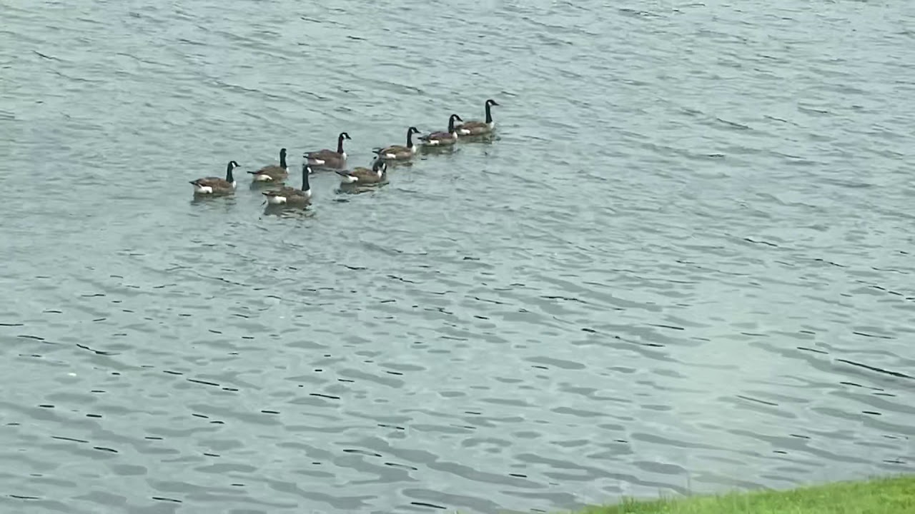 Goose pack - YouTube