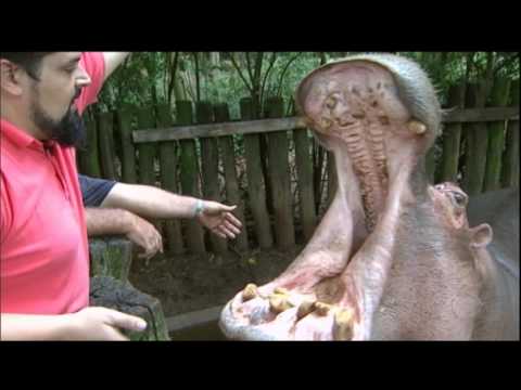 Hipopótamos que adoram escovar os dentes se tornam atração em zoológico no interior de São Paulo