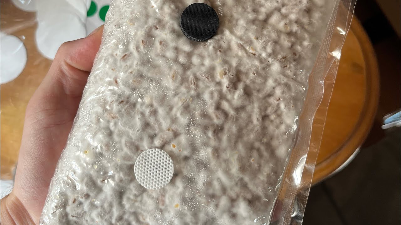 Does Mycelium Need Air? Testing Popcorn Grain with & Without Fresh Air ...