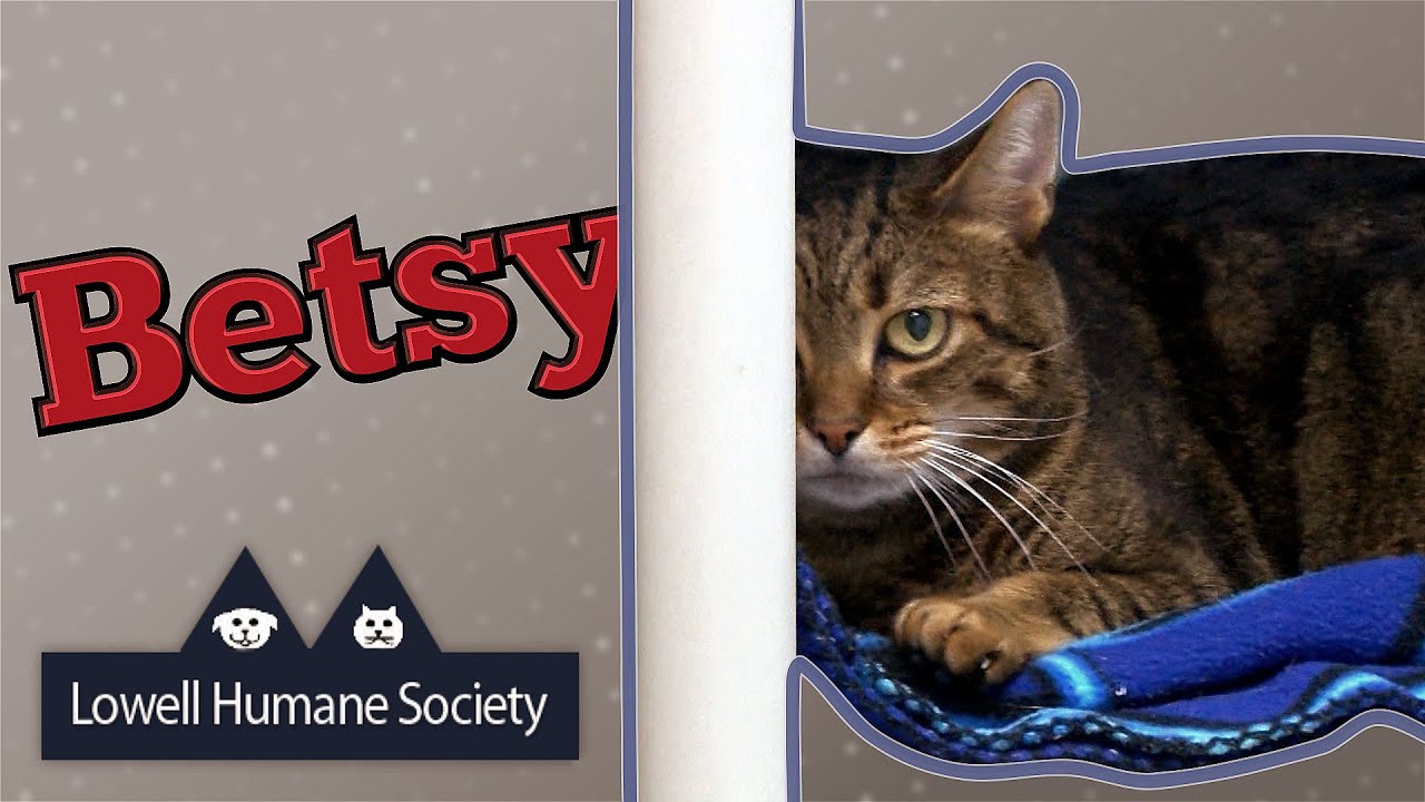 Adoptable Pet of the Week - Betsy - YouTube