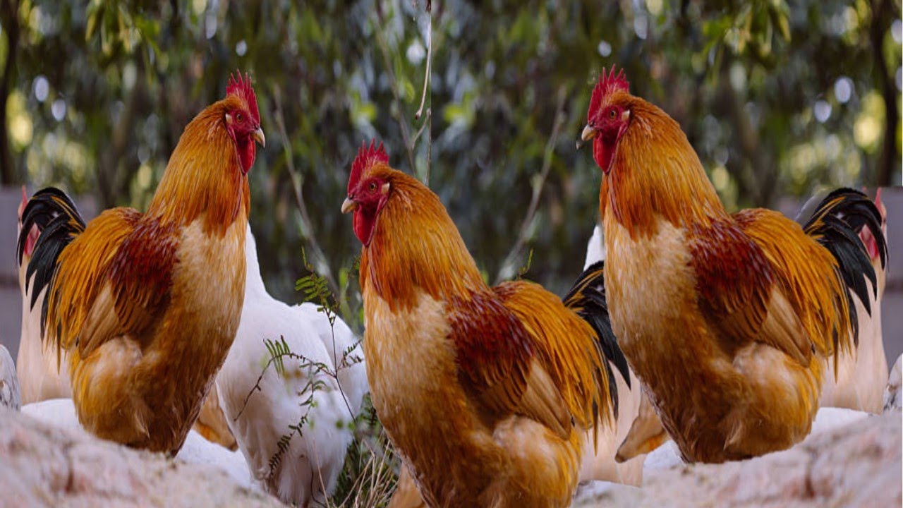 Exploring the Melodious Calls of Young Chickens: A Natural Symphony ...