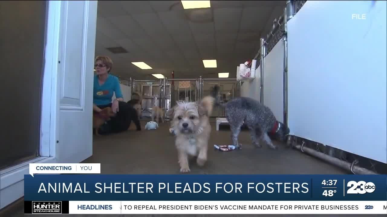 Kern County Animal Shelter seeks people to foster dogs - YouTube
