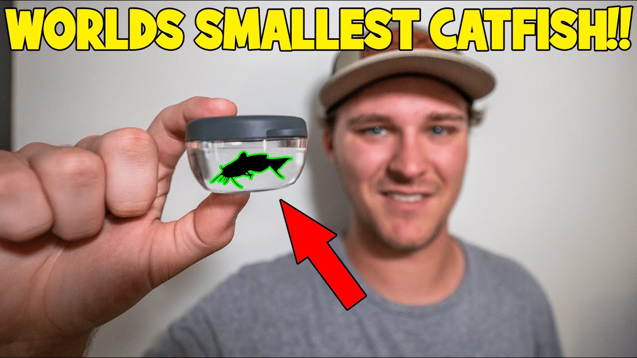 Buying the WORLDS SMALLEST CATFISH for my 200 Gallon Aquarium! - YouTube