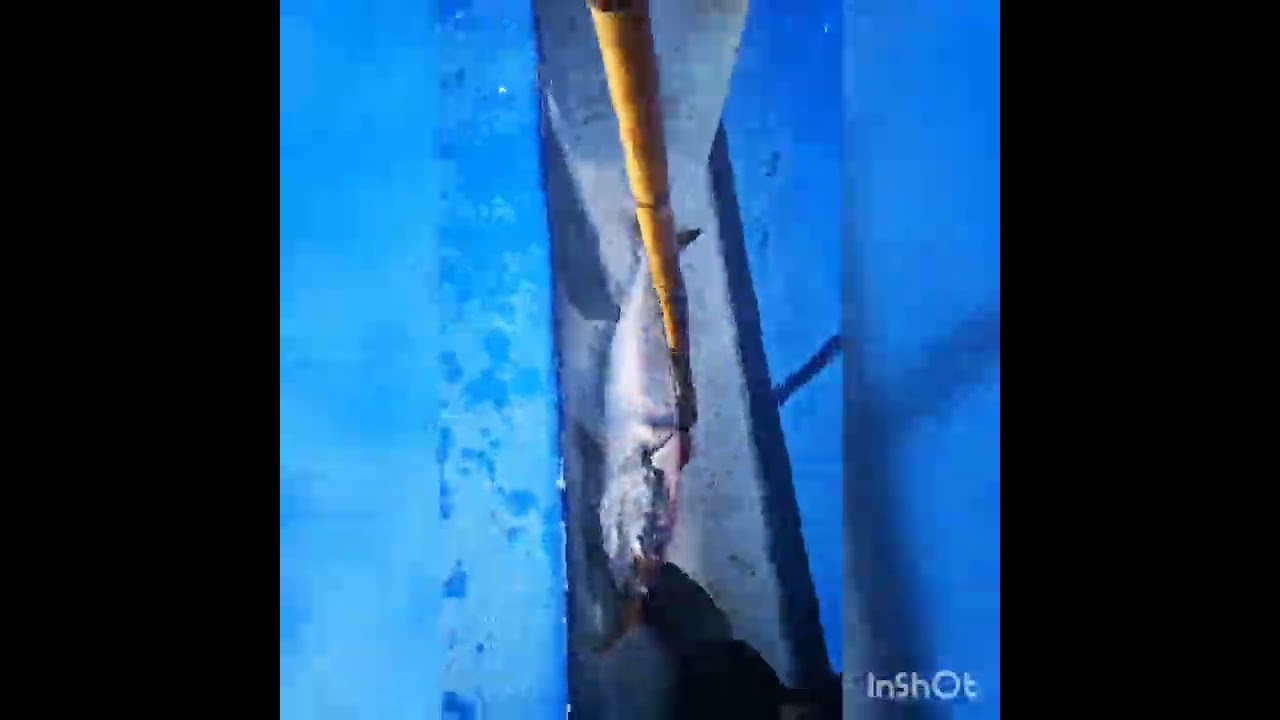 Great fishing only with a few guys, musselcracker, geelbek, yellowbelly ...