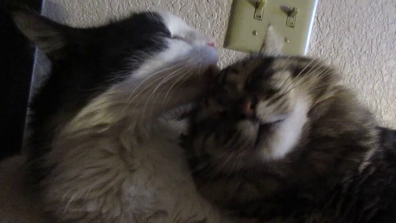 Teddy Bear and Tony - YouTube