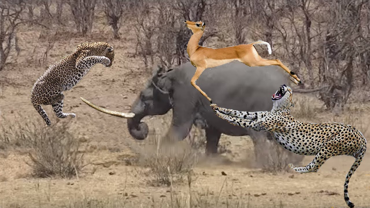 Elephants save Impala from Cheetah Ambush and surprise results for the ...