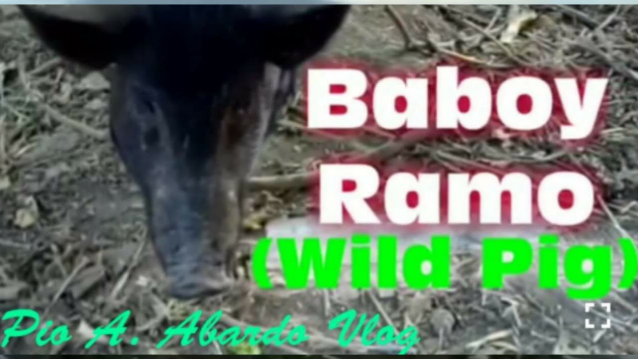 Baboy Ramo (Wild Pig) - YouTube