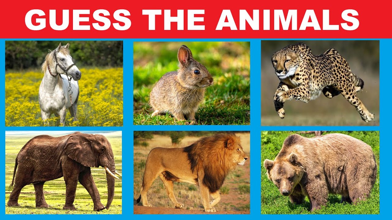 Guess the Animals in 3 Seconds | Guess the ANIMAL | Animals Name ...