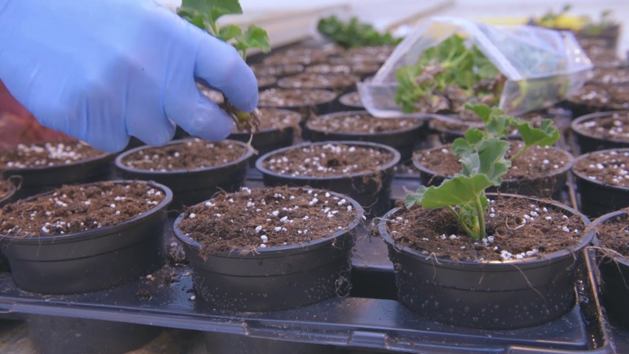 How To Plant Basewell Instructions - YouTube