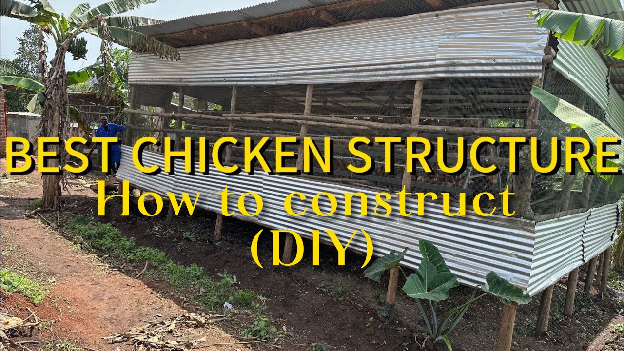 How to setup the best chicken structure (DIY) - YouTube