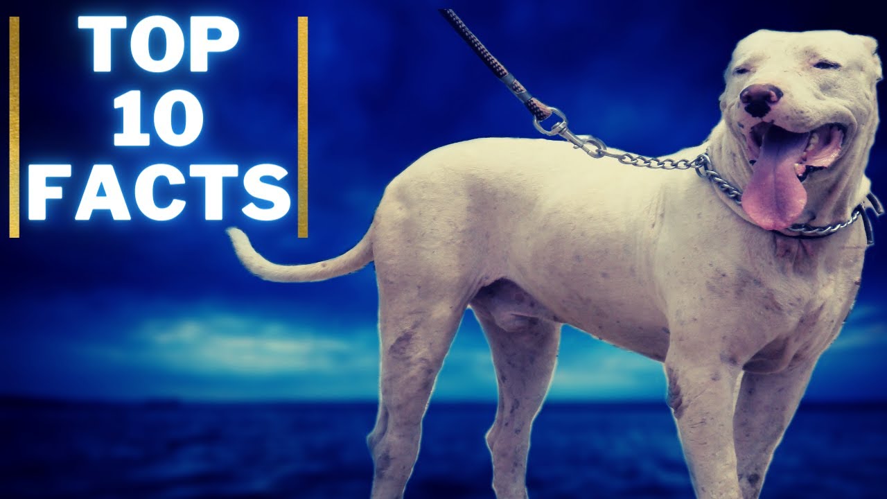 Best of Bully Kutta | Top 10 Facts | Pakistani Fighter Dog - YouTube