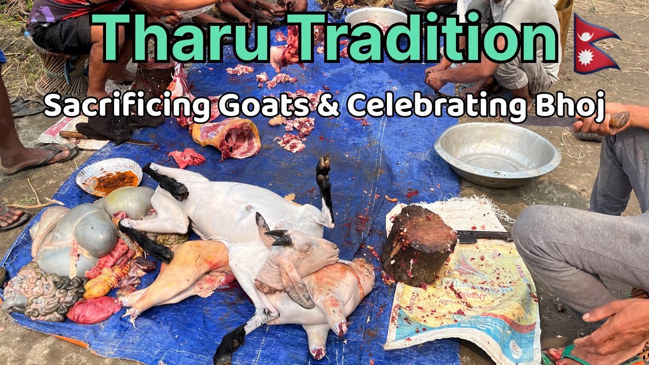 Goat Cutting/Butchery in Nepal | Tharu Rituals of Goat Sacrifice & 14 ...
