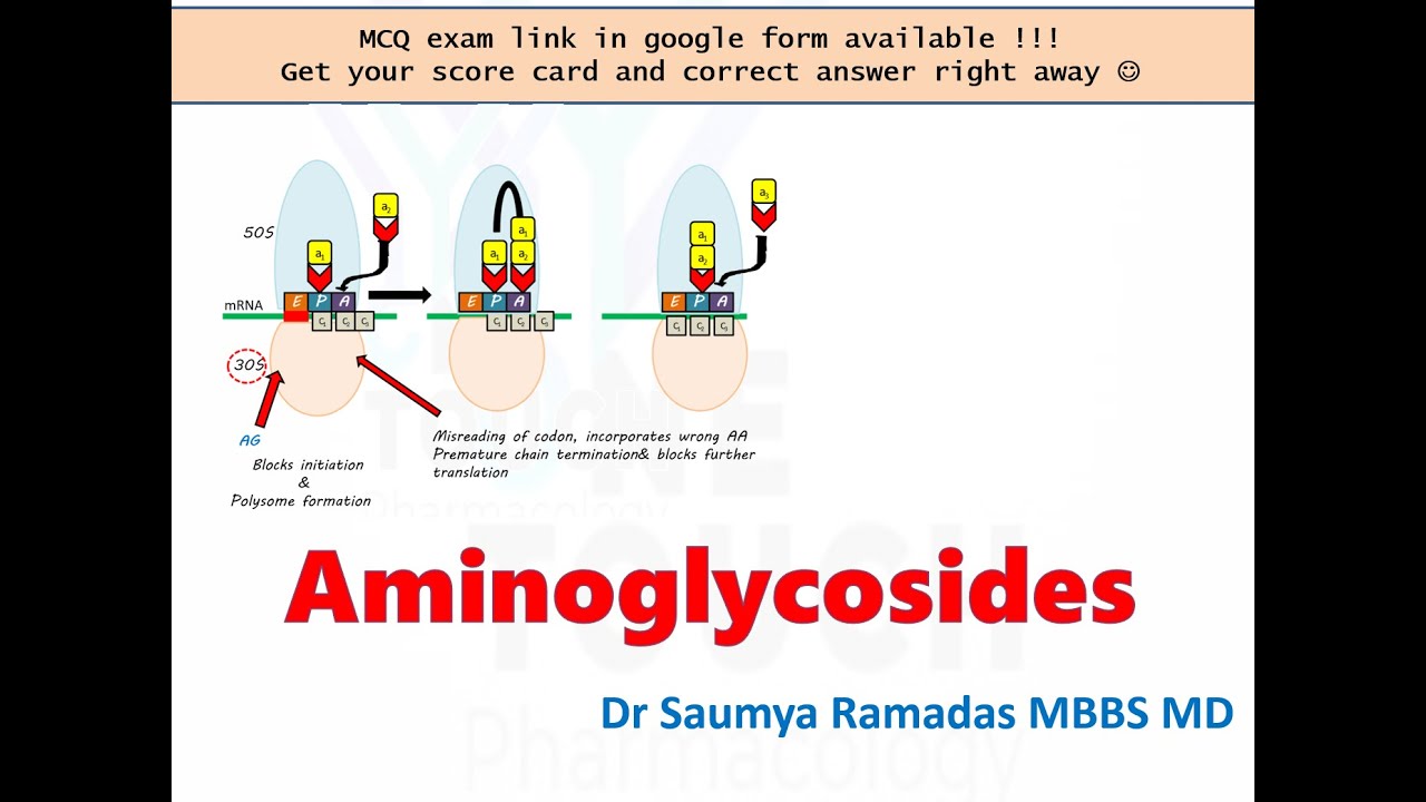 AMINOGLYCOSIDES in a nutshell / BACTERIAL PROTEIN SYNTHESIS/ MECHANISM ...
