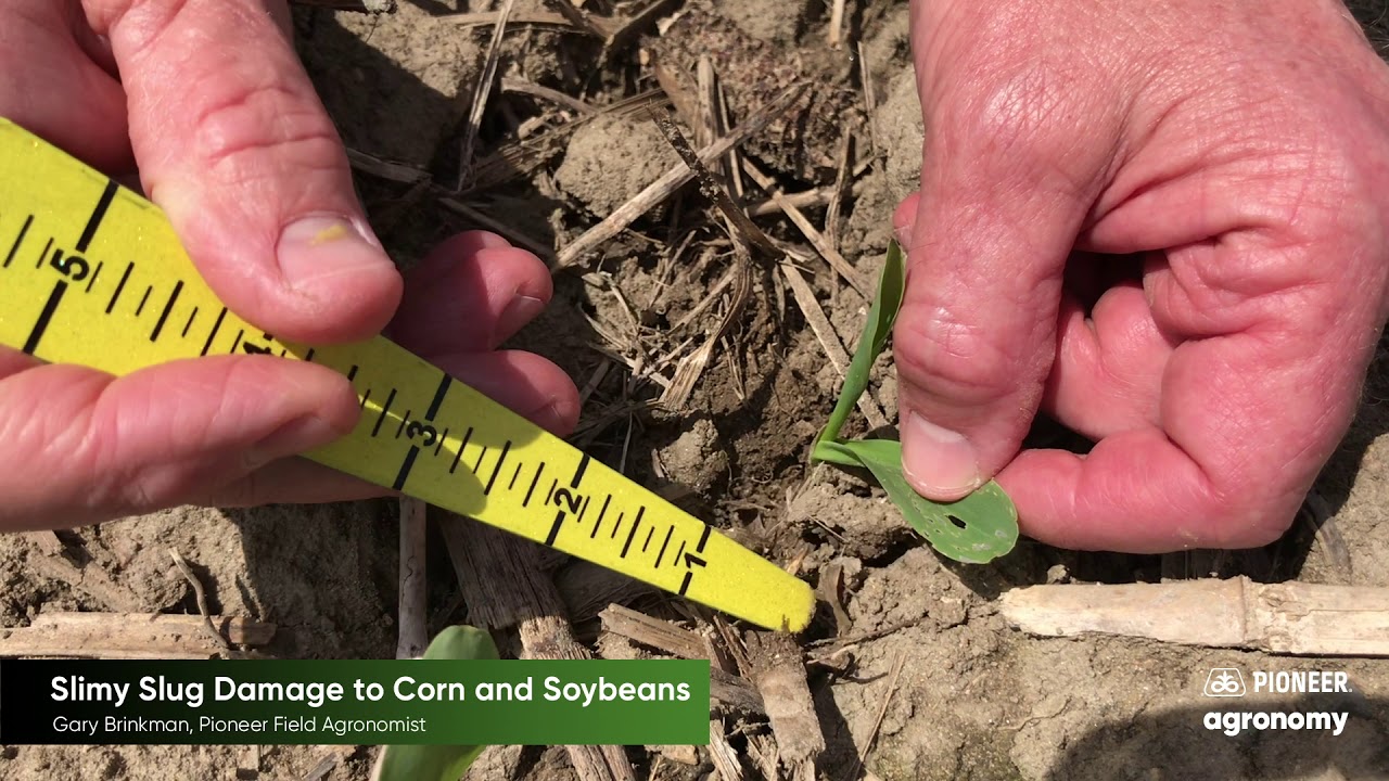 Slug Management Tips For Corn & Soybeans - YouTube