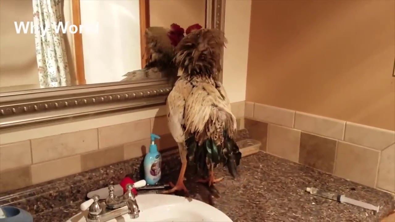 arbin Chickens & Roosters Chasing Kids Funny Chicken & Rooster Video ...