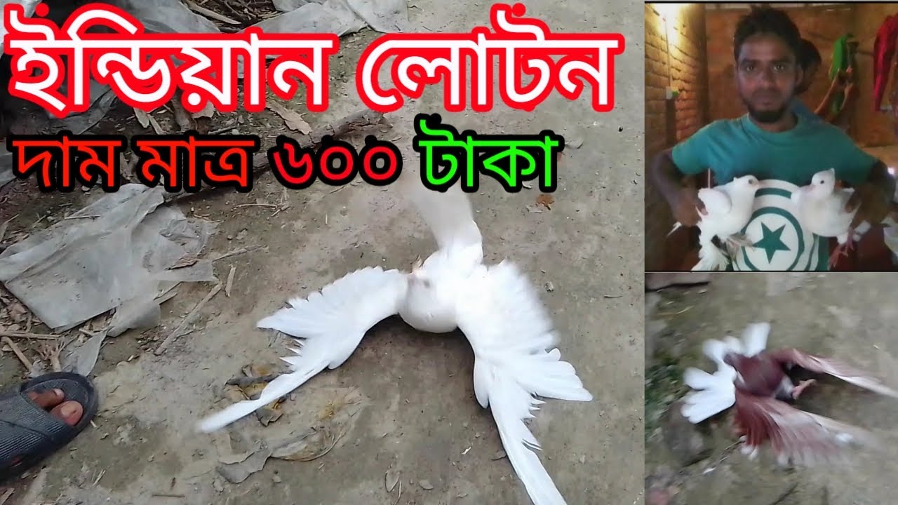 ইন্ডিয়ান লোটন দাম মাত্র ৬০০ টাকা । indian loton koboter 2020 - YouTube