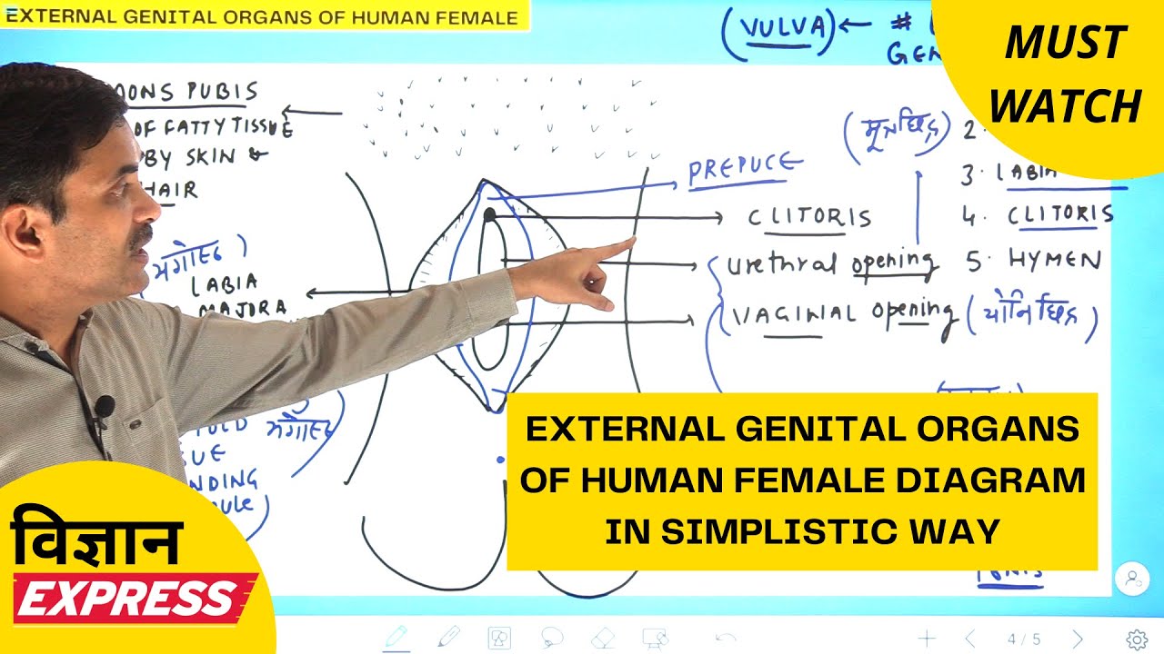 External Genital Organs of Human Female Diagram in Simple Way | Vigyan ...