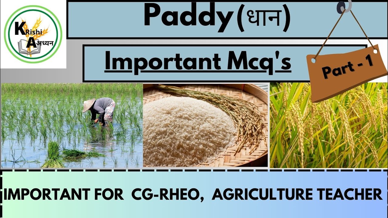 Paddy (धान) Important Mcq's (Part-1) #agriculture #agronomy #paddy # ...