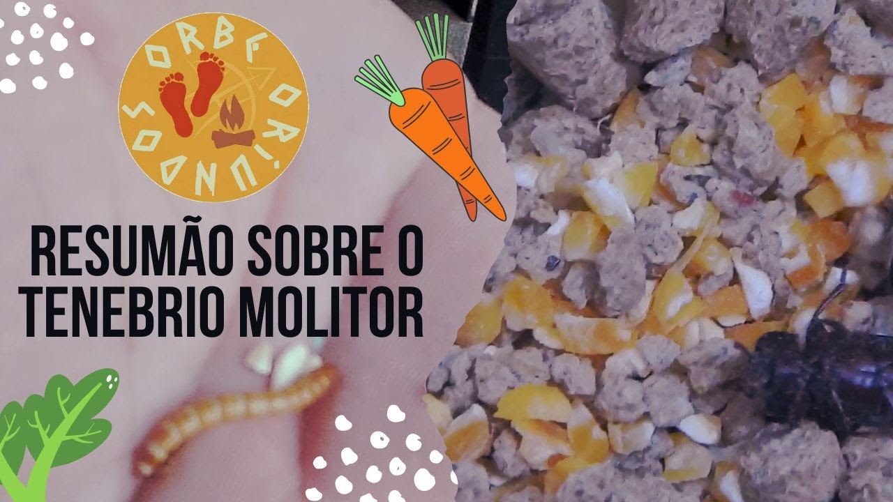 Tenebrio Molitor: Descubra Como Pode Ser Fácil Ter a Sua Criação - YouTube