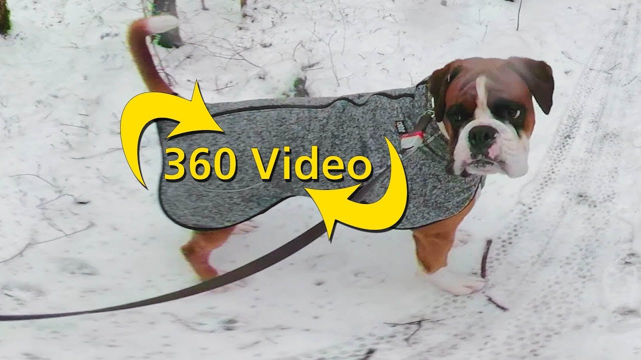 A Walk-And-Talk With Boxer Rex In 360-degree Video VR - YouTube