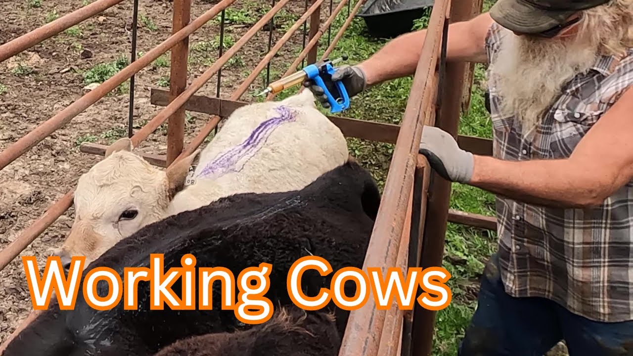 Working Cows - YouTube