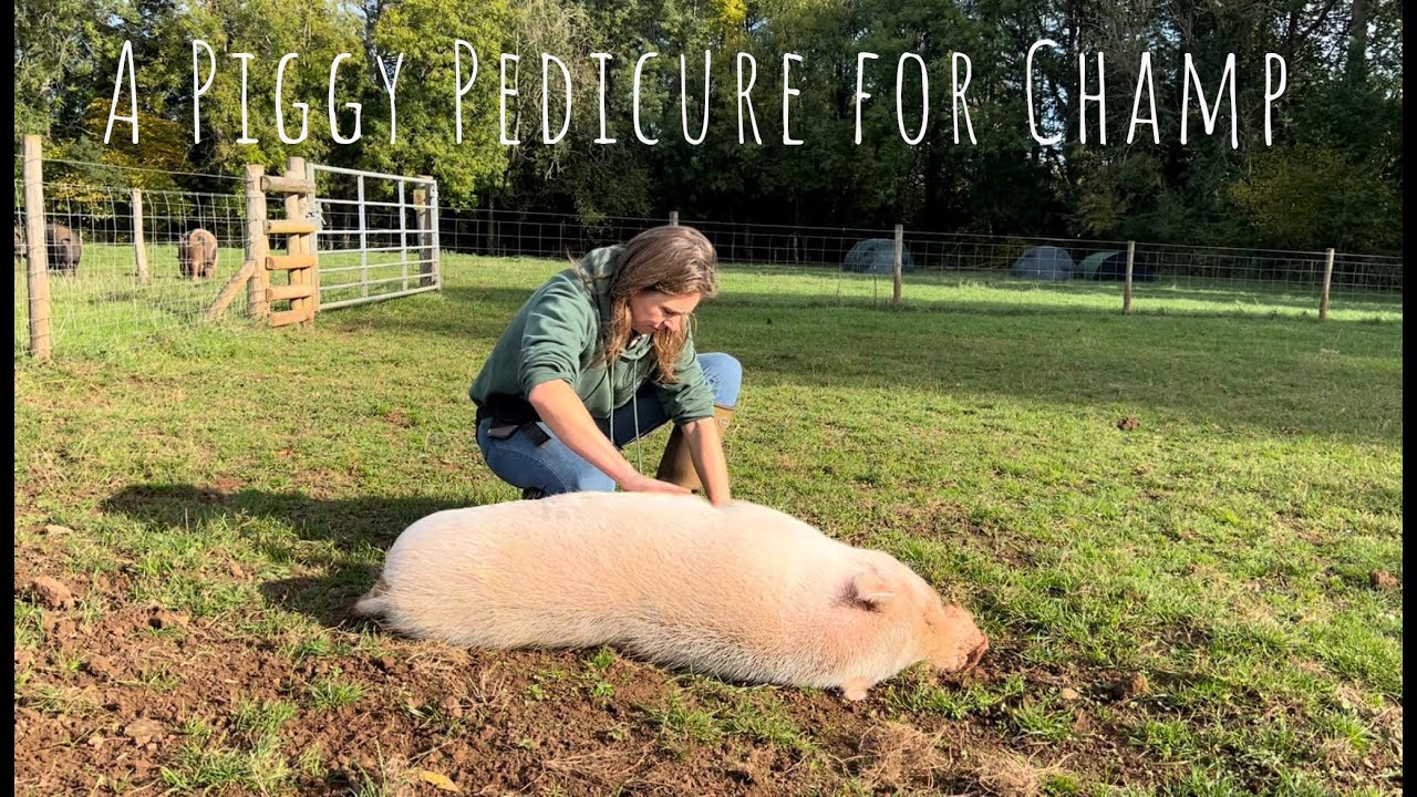 A Piggy Pedicure For Champ | Dean Farm Trust Animal Sanctuary - YouTube