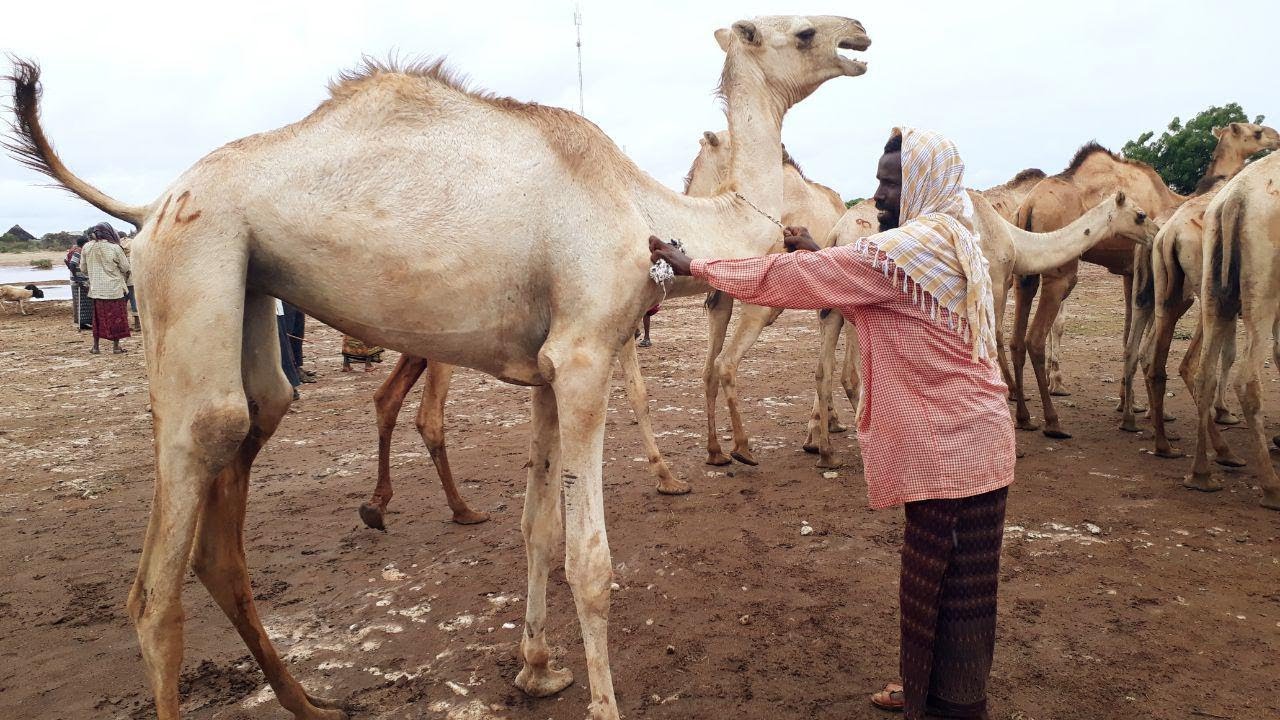Daawo Muuqaal; Beesha Saruur Oo Geel iyo Ari Badan ku Wareejisay ...