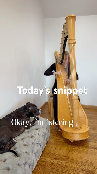Today’s Snippet 🎶 #dogshorts #dogslife #dogs #music #musician - YouTube